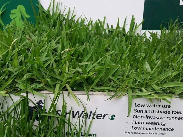 Shop Sir Walter Buffalo Instant Lawn Melbourne | The Green Centre